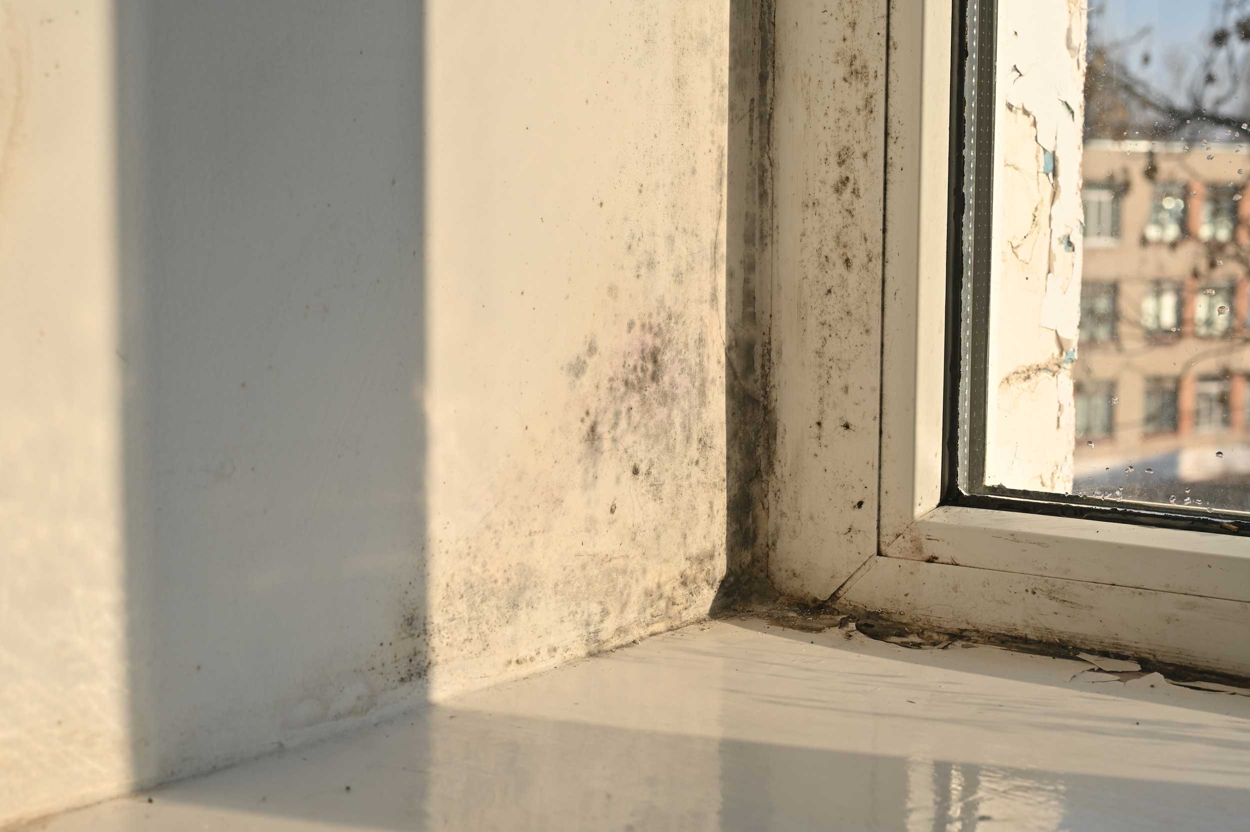 Professional Damp And Black Mould Removal Services UK